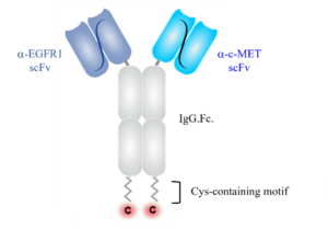 Bispecific Antibodies – TE-Meds